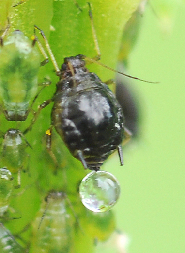 Gall aphids: Nature's waste-disposal system - Nature's Raincoats