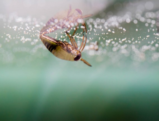 Adaptation of animals to water - Nature's Raincoats